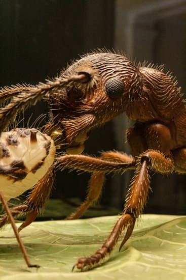 Change The Gender Of Ants Pestwhisperer Com