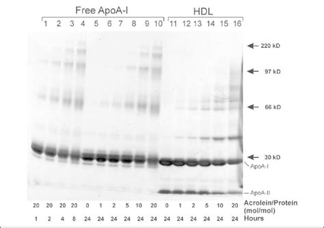 SDS PAGE Of ApoA I Or HDL Modified By Acrolein ApoA I 0 7 Mg Ml Or Download Scientific