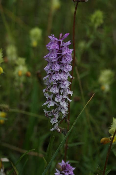 Dactylorhiza Fuchsii Common Spotted Orchid 20120622