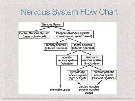Nervous System Presentation Pdf