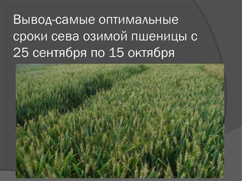 Сроки сева озимой пшеницы Краснодарская 99 презентация онлайн