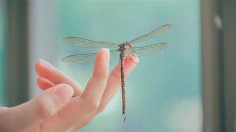 Webcom Ltd On Linkedin What Is A Wildfly Server And What Is It Used For