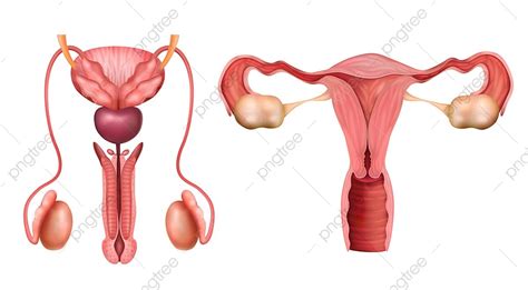 Male Reproductive System Vector Art Png Male And Female Reproductive