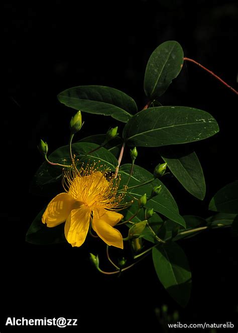 金丝桃 Hypericum Monogynum Nature Library