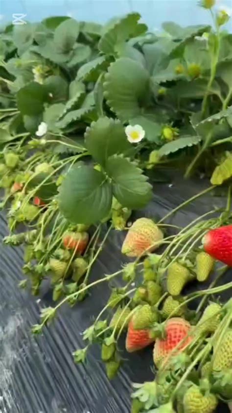 Жимст Цэцэрлэг саванд ургуулсан алимны модны талаар мэдээлэл By Жимст