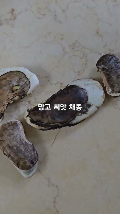 씨앗스토리 망고씨앗 채종 1 목적 궁금해서 밭에 파종 계획 집에서 애플망고 키우더 실패 밭에서 도전함 Youtube