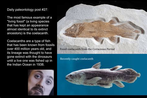 Daily Paleontology Post 27 Living Fossils And The Coelacanth Rforsen