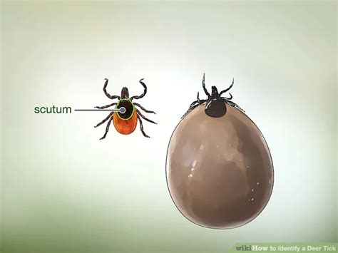 How To Identify A Deer Tick ~ The Truth