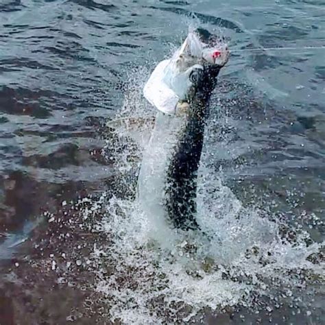 Tarpon – Outgoing Charters