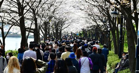 송파구 올봄 석촌호수에 505만명 방문문화·관광 핫플