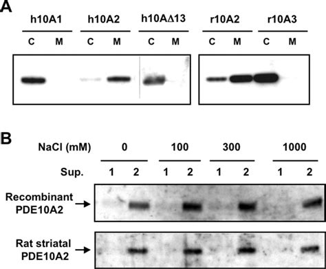 Subcellular Localization Of Cyclic Nucleotide Phosphodiesterase Type
