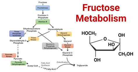 Stages Of Metabolism