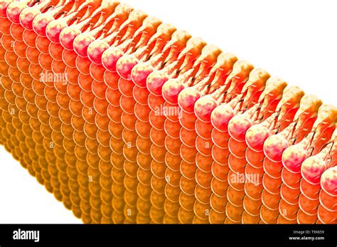 Lipid Formation Fat In The Human Body View Under The Microscope 3d