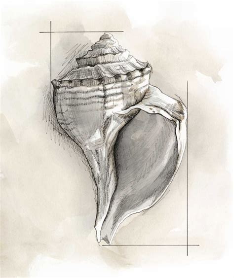 Shell Schematic I Poster Print Megan Meagher Posterazzi