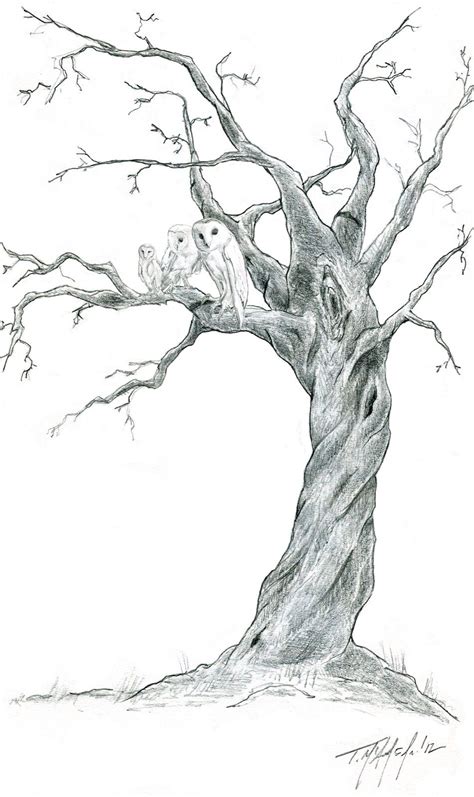 Dead Tree Drawing Pictures Drawing Skill