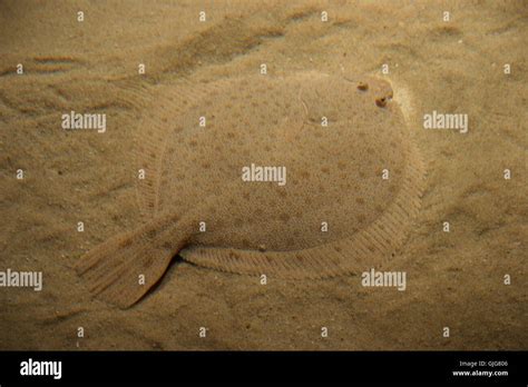 Fish Invisible Hide Stock Photo Alamy