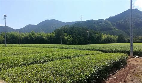 茶畑の写真素材｜写真素材なら「写真ac」無料（フリー）ダウンロードok