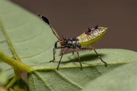 Leaf Footed Bug Nymph Stock Image Image Of Pentatomomorph 214659903