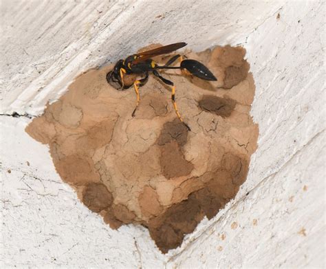 Mud Ball Nest The Organ Pipe Mud Dauber Wasp Farm And Dairy