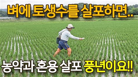 모내기 후 벼에 토생수 살포 한 달에 1회 6월 7월 8월 농약과 혼용하여 400평에 한 벙 살포 하시면 됩니다 병에 강하고 웃자람 없이 수확량 올려 올해 풍년