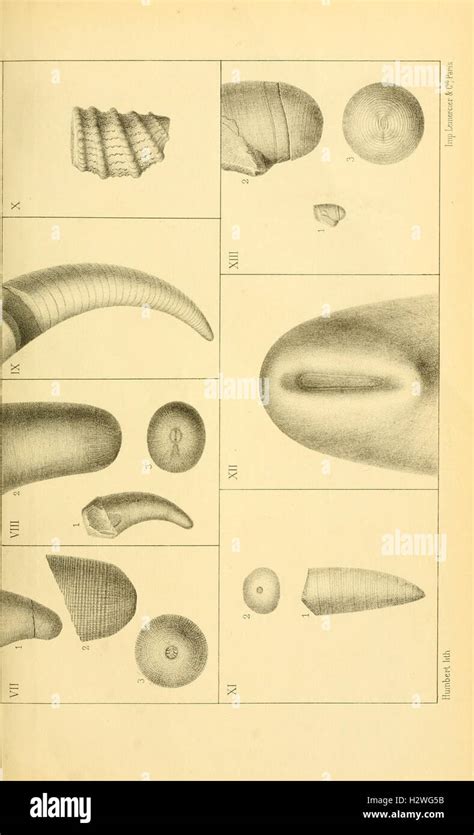 A Study On Cephalopods Focusing On Their General Characteristics