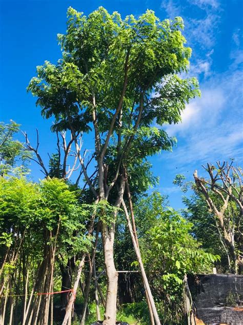 ต้นกัลปพฤกษ์ ขนาดลำต้น9”นิ้ว ความสูง 5 5 5เมตร ไม้มงคลดอกสวยงาม🌸🌸🌸🌷🌷🌷 ไม้ล้อมฟอร์มสวย ไม้ให้