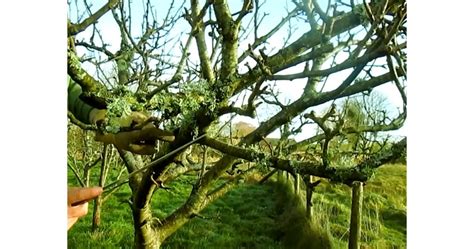 Дейности в овощната градина през декември Български Фермер