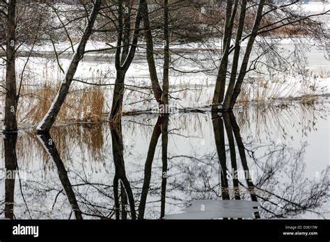 Trees On The River Flood Water Stock Photo Alamy