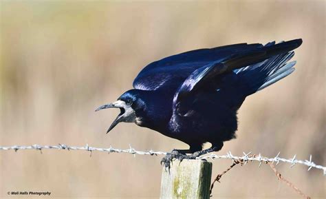 Rook 5598 Birdforum