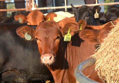 Report Us Beef Cow Inventory Increased 2 Percent From 2014 Agrilife Today