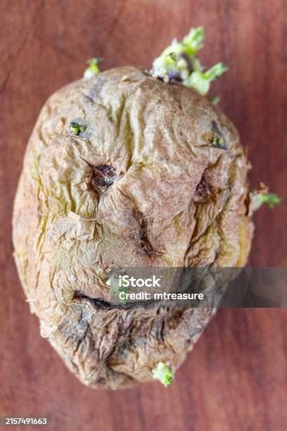 Closeup Image Of Spooky Shrivelled Potato Sprouting Wrinkled Potato