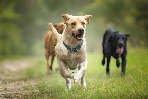 How Fast Can Labrador Run