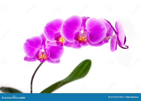 Purple Phalaenopsis Orchid On A White Background Close Up Stock Image