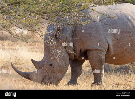 White Rhinoceros Ceratotherium Simum Adult Female Feeding On Grass