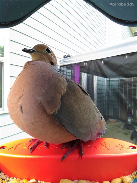 Borb Artifact R Borbs