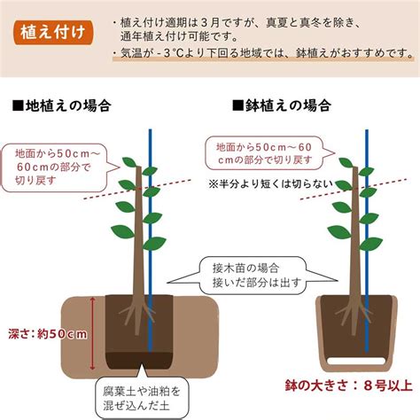 レモン 苗木 リスボンレモン 24cmポット 大鉢苗 接木 柑橘 柑橘苗 自家結実性 Lemon 檸檬 送料無料 柑橘の苗 花の大和