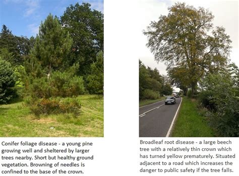 TreeAlert Forest Research