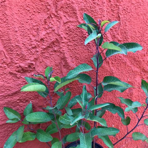 Malosma Laurina Syn Rhus Laurina Laurel Sumac Artemisia Nursery