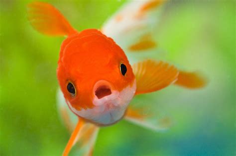 Goldfish Wallpapers Wallpaper Cave