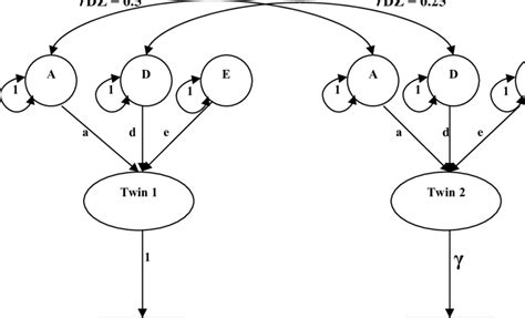 1 ADE Scalar Model The Figure Represents A Dizygotic Opposite Sex Download Scientific Diagram