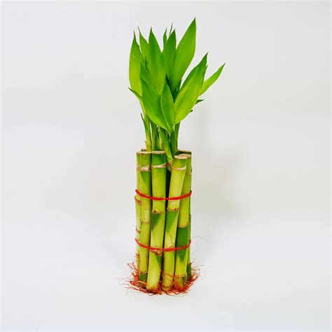 Lucky Bamboo Stalks With Shoots 8 Grocery And Gourmet Food