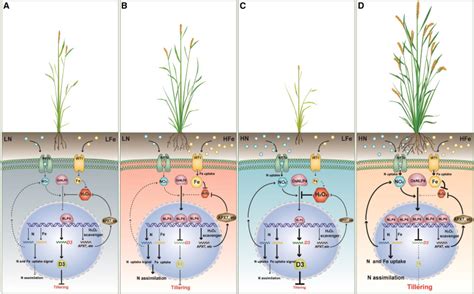 Balanced Nitrogeniron Sufficiency Boosts Grain Yield And Nitrogen Use