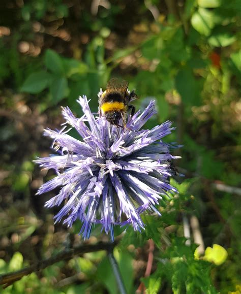 22 мај Светски ден на биолошката Со грижа до бериќет