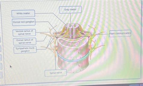 Solved White Matter Dorsal Root Ganglion Ventral Ramus Of