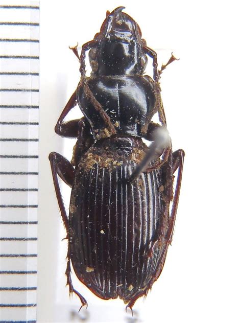甲虫分類ベーツナガゴミムシ