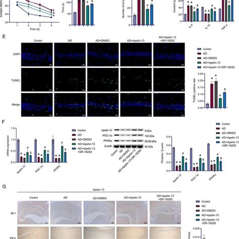 Pgc 1αpparγ Pathway Involves In Primary Hippocampal Neuronal Repair