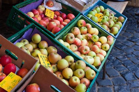 Apple Orchard stock photo. Image of apple, bins, abundance - 1532604