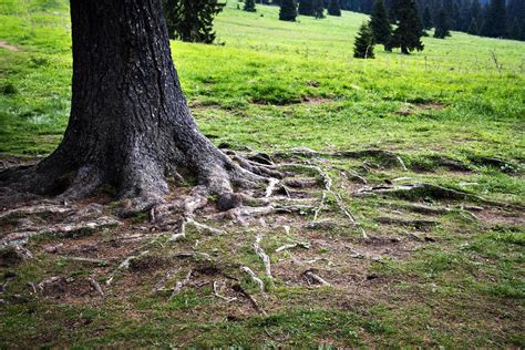 Tree Roots In Green Grass 2150458 Stock Photo At Vecteezy