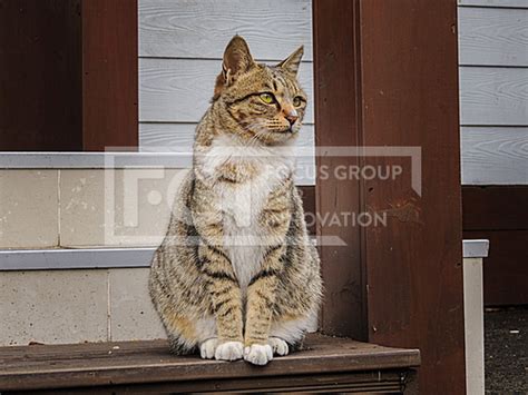 유토이미지 자신감 있는 표정으로 나무 바닥 위에 앉아있는 길고양이