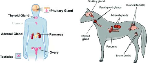 Gonads Definition Function Video Lesson Transcript